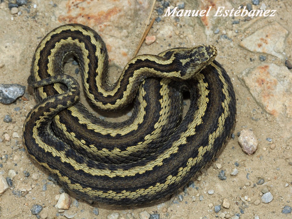 Miradas Cantábricas: Víbora de Seoane o cantábrica (Vipera seoanei ...