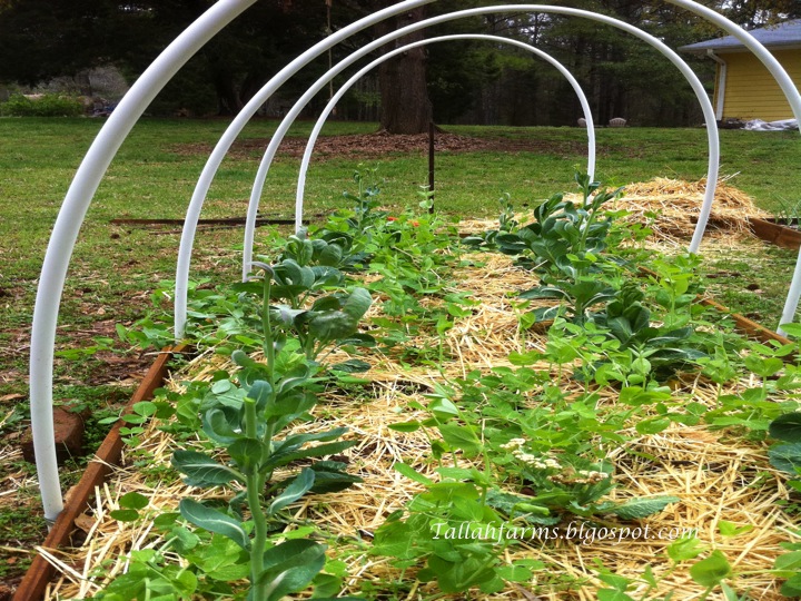 Tallah Farms: How to make a mini hoop house