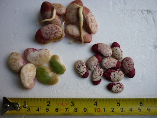 Yummy Recipes: MADAGASCAR BEAN