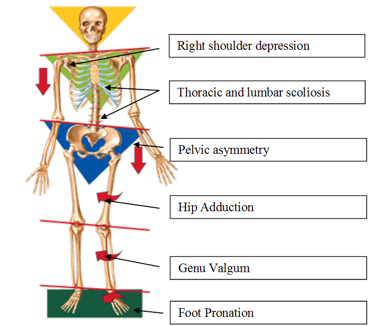 Move to Improve: How Does Human Movement Occur - Kinetic Chain in ...