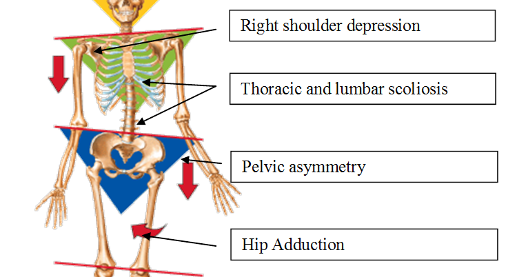 Move to Improve: How Does Human Movement Occur - Kinetic Chain in ...