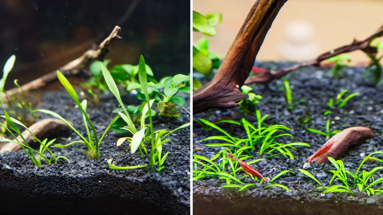 A GAMER'S WIFE: How to Boost Root Growth in Aquarium Plants