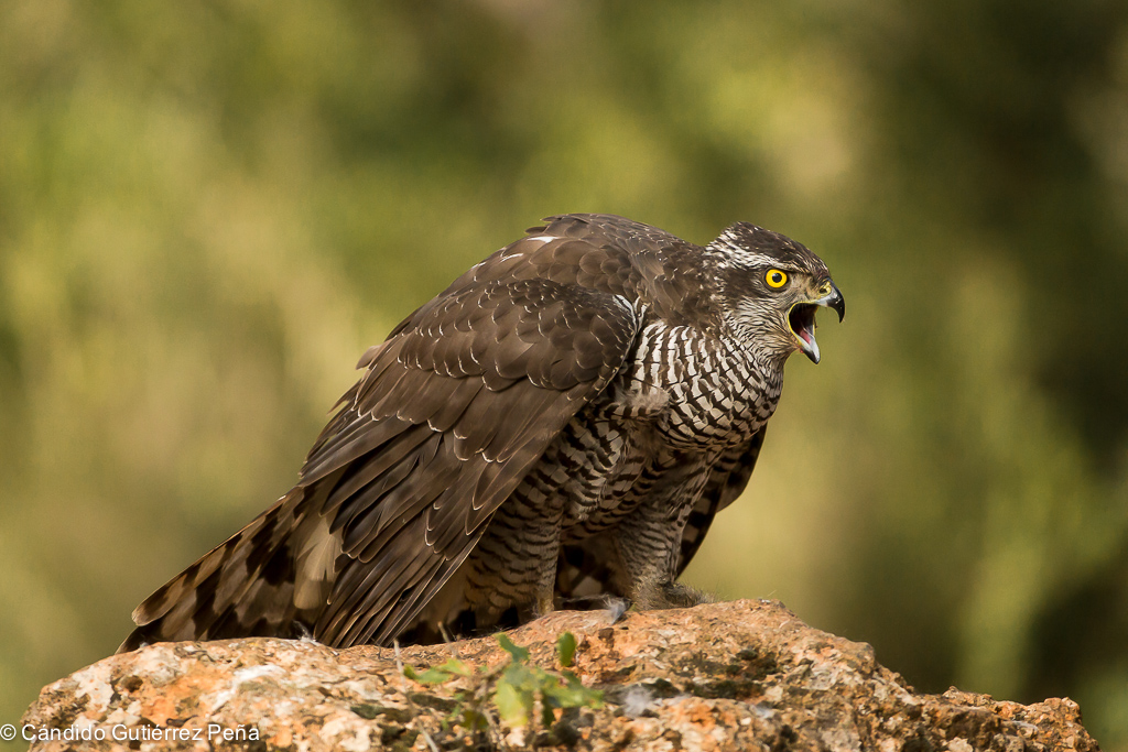 AZOR COMUN - Accipiter Gentilis | Observatorio de la Naturaleza