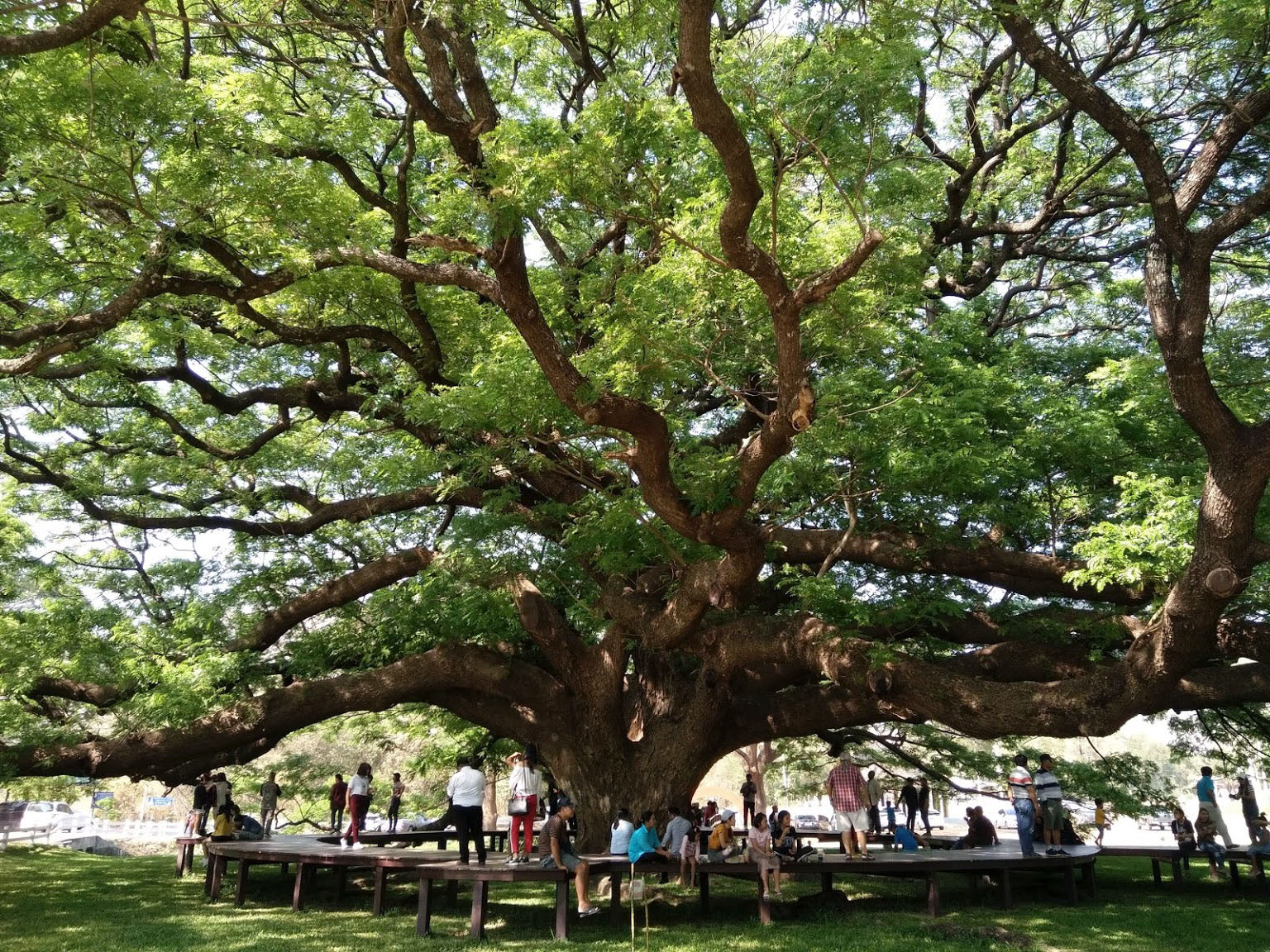 慢遊泰國 | : 百年雨樹 Giant Monkey Pod Tree