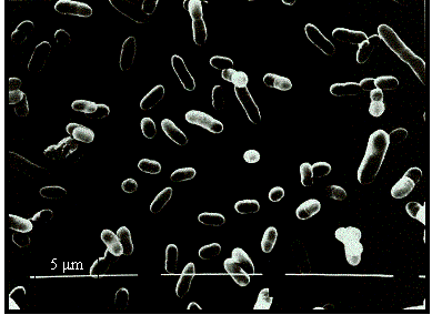 Pharmaceutical Microbiology