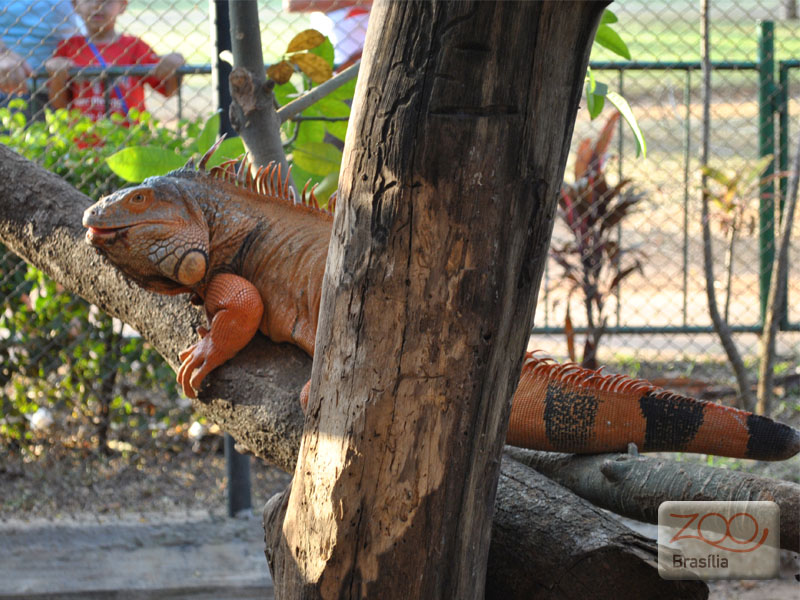 White Wolf : The beasts from Brazil: country aims to clone endangered ...