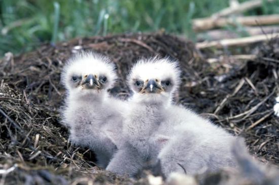 White Wolf : Stand by for baby eagles on webcam!
