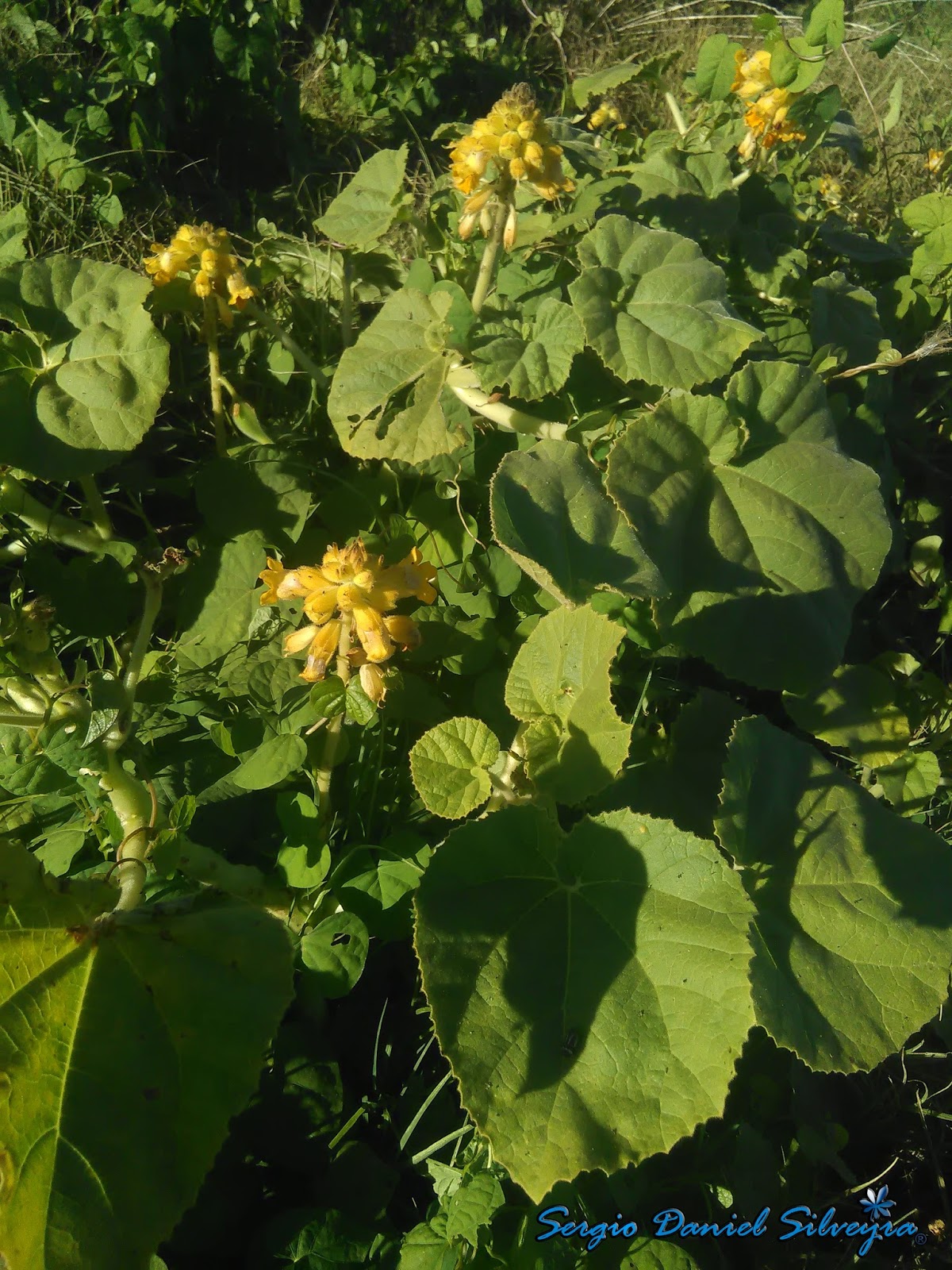 Flora Nativa de Entre Rios
