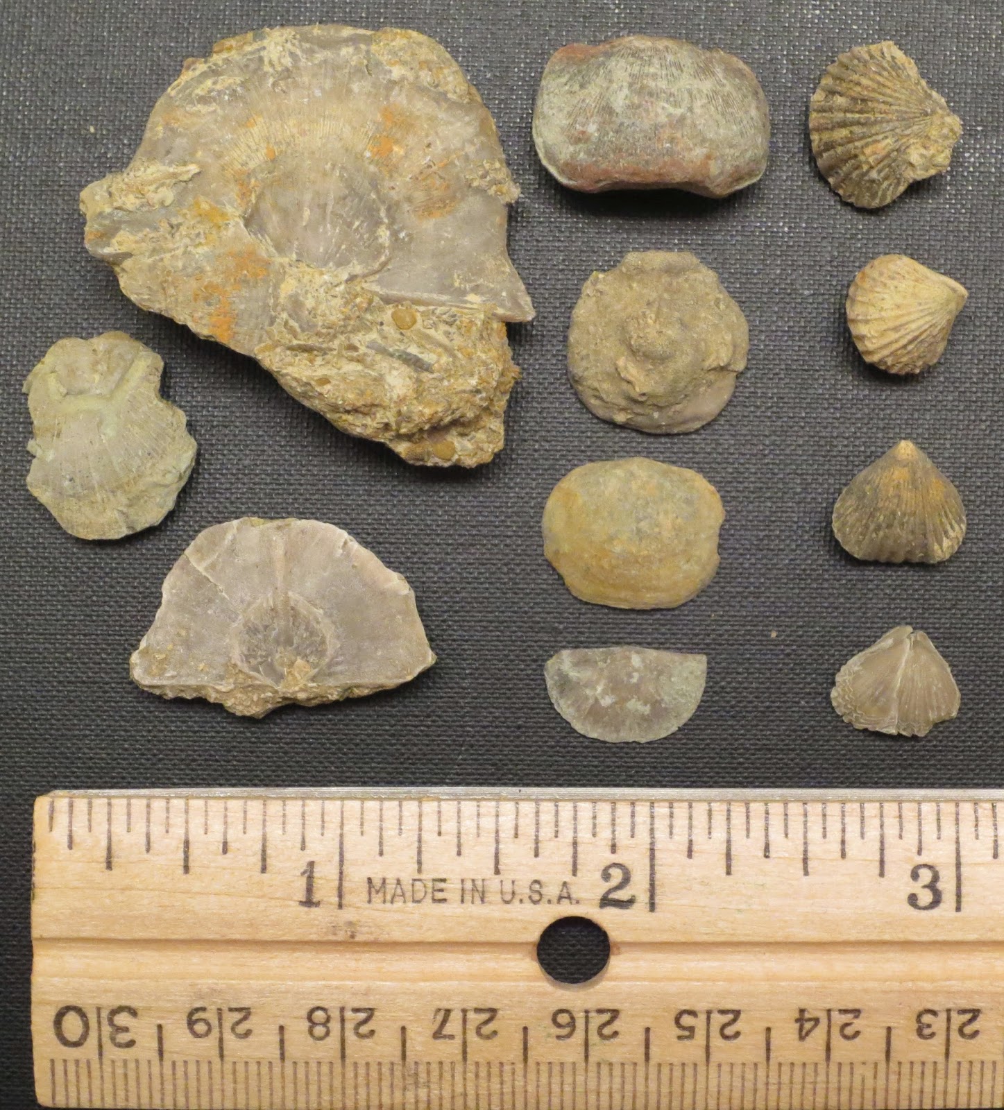 Equatorial Minnesota: Brachiopods