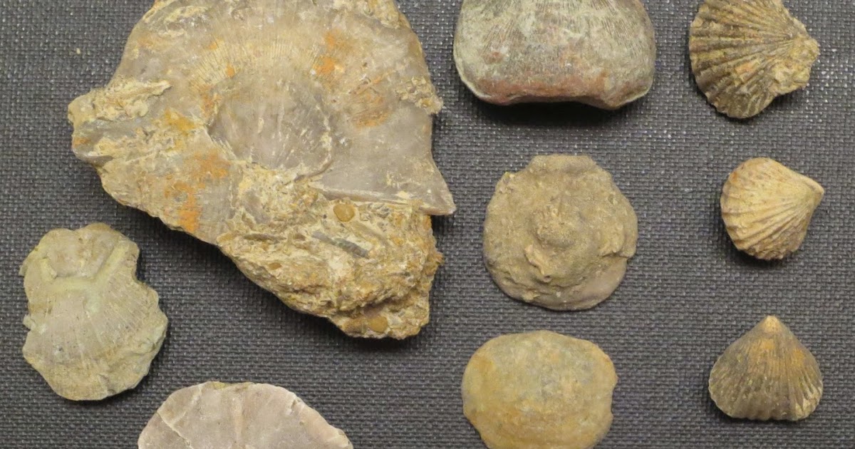 Equatorial Minnesota: Brachiopods