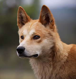 Psi: DINGO