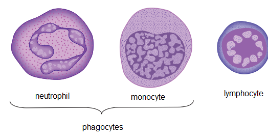 Lymphocytes Diagram Labelled