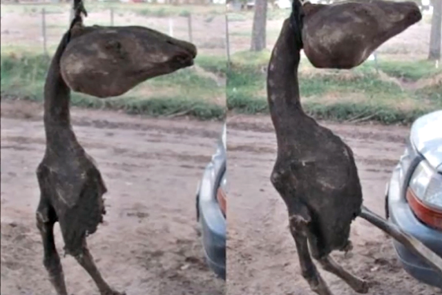 UFO SIGHTINGS DAILY: Alien Creature Found In Argentina Farm, June 2016 ...