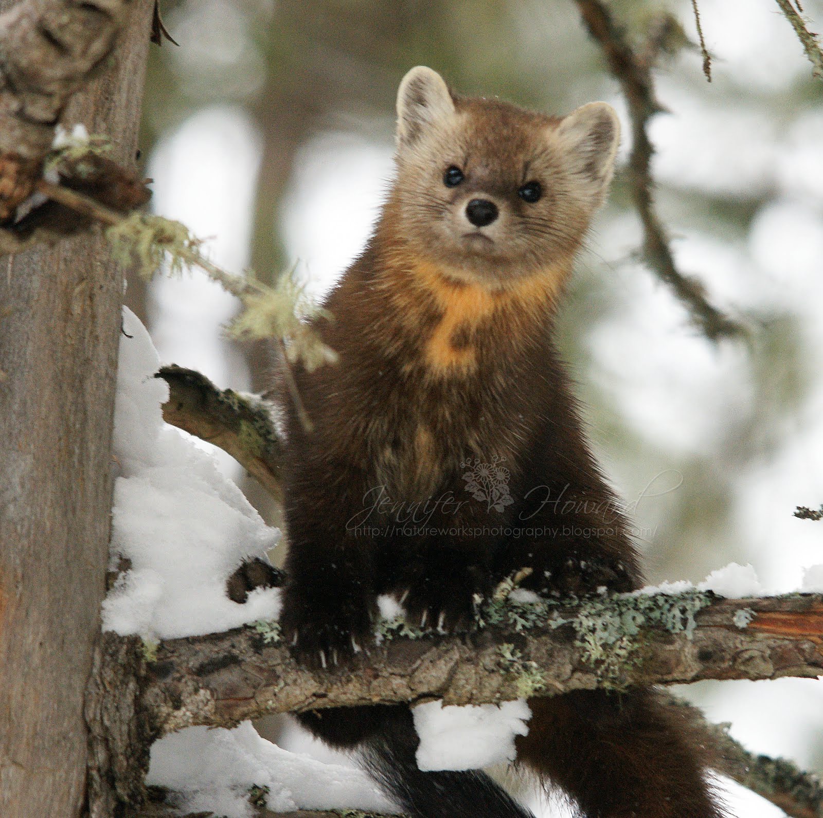 Nature Works Photography: Pine Martin