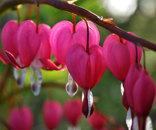 Flower Homes: World's Beautiful Rare Flowers