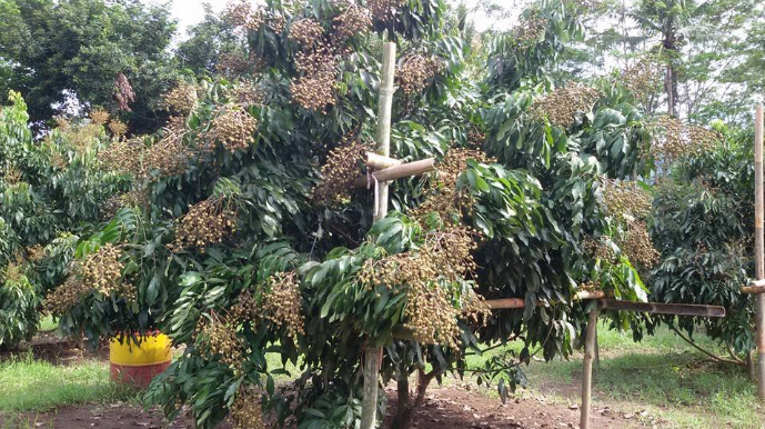 How to plant longan fruit - so that it can bear fruit quickly - FRUITS