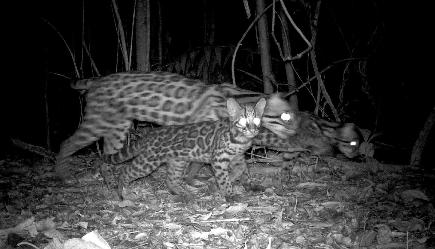 Rambling 'round the Rainforest: Ocelots and Camera-traps