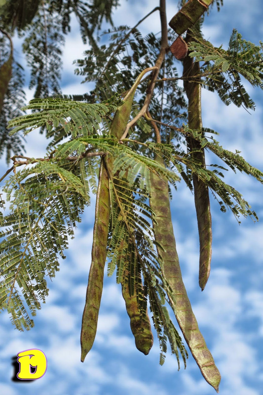 PLANTAS MEDICINAIS: ANGICO-CAMBUÍ (Anadenanthera colubrina)