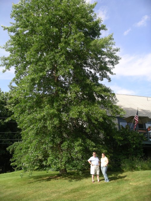 Nutfield Genealogy: Father's Day Tree 2013, 25th Anniversary Edition