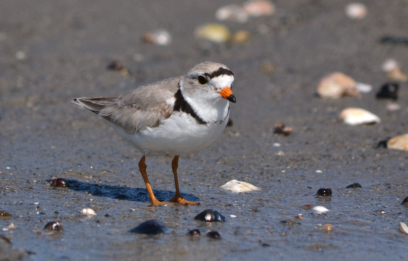 Woods Walks and Wildlife: Piping Plover Up Close