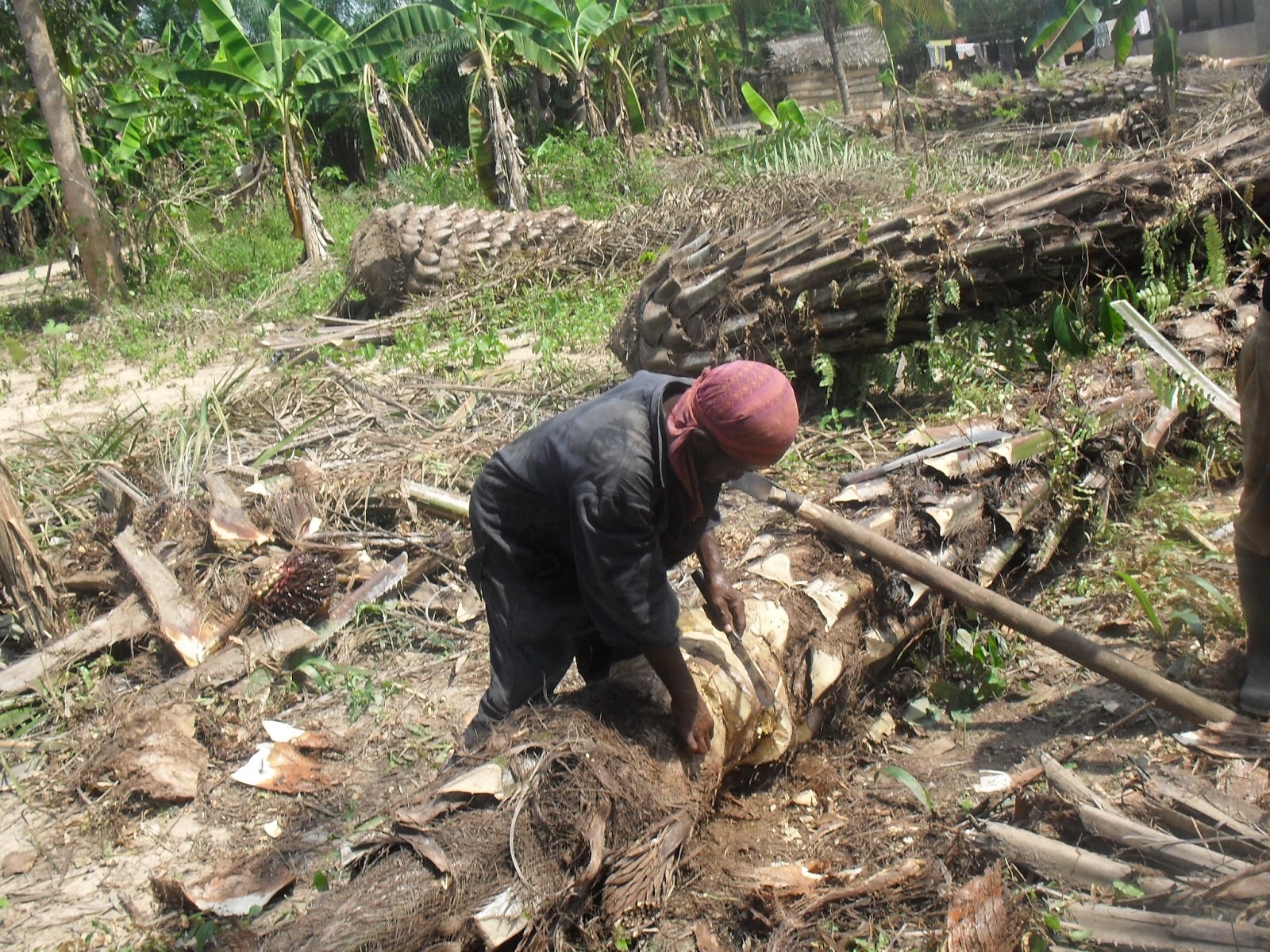 PALM WINE BREWERY AND LOCAL GIN DISTILLATION: PICTURES OF TAPPING PALM WINE