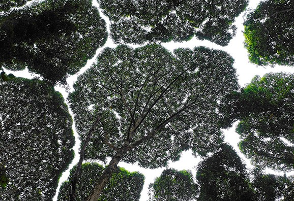 La timidez de los árboles