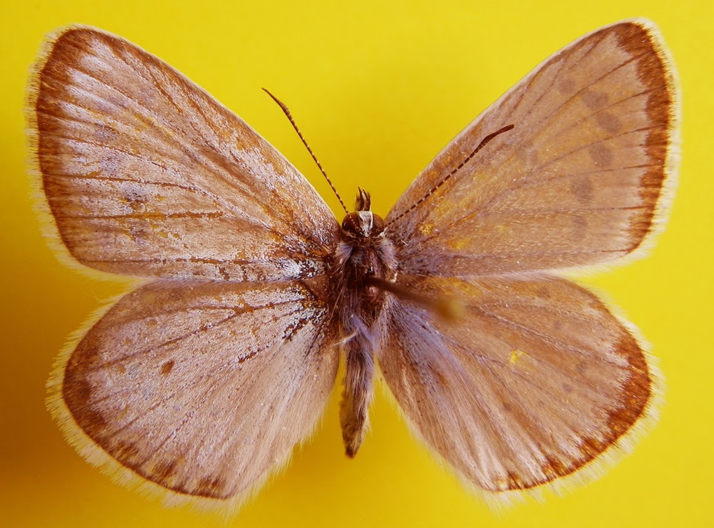 MARIPOSAS (BUTTERFLIES): Subfamilia POLYOMMATINAE Tribu POLYOMMATINI ...