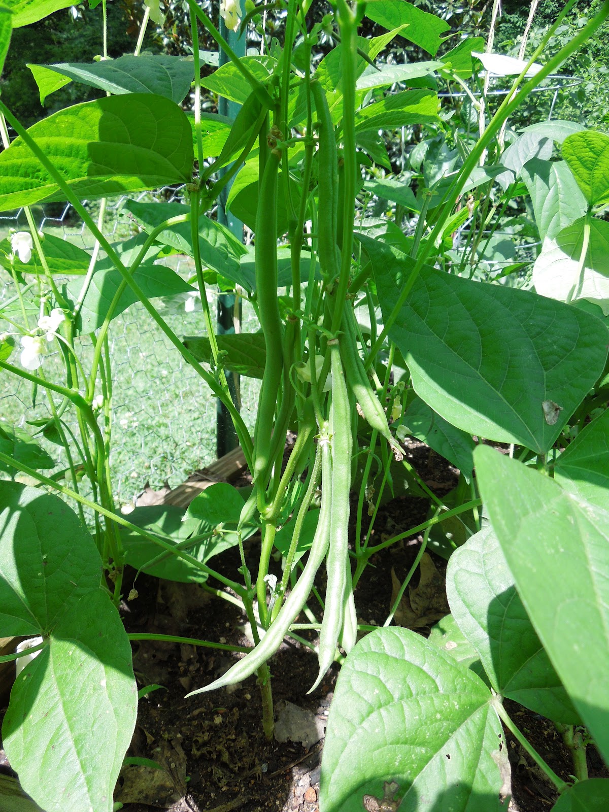 Sue's in the Garden Growing the Groceries: Green beans are on the menu!