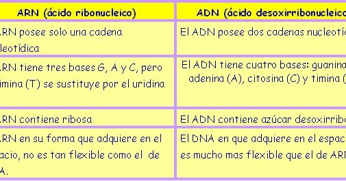 BIOLOGÍA 802: CUADRO COMPARATIVO ENTRE EL: ADN Y ARN