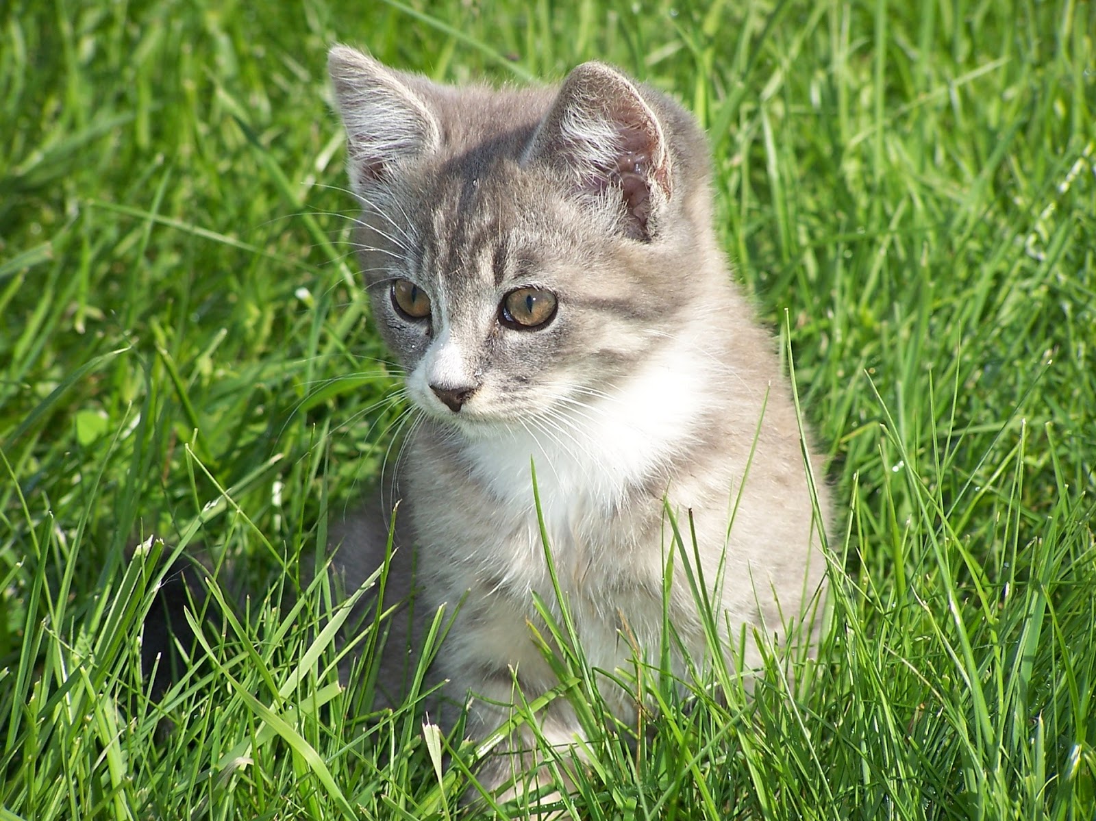 Gatitos tiernos, pequeños y adorables (imagenes)