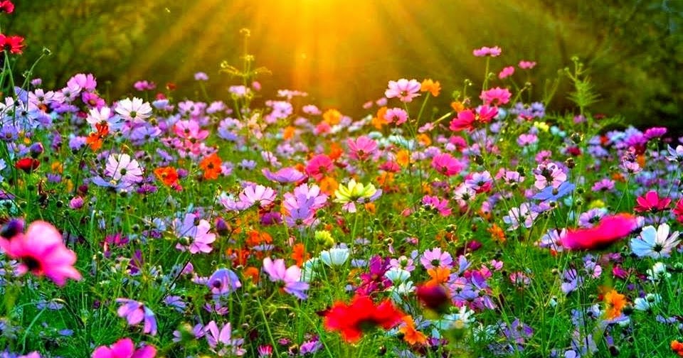 BBB-Blog-Biologico-Brasil: Primavera...