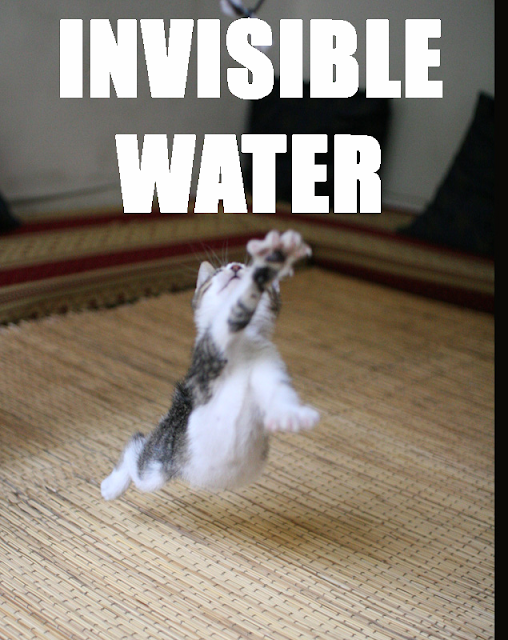 Invisible Water | Funny Cat Pictures