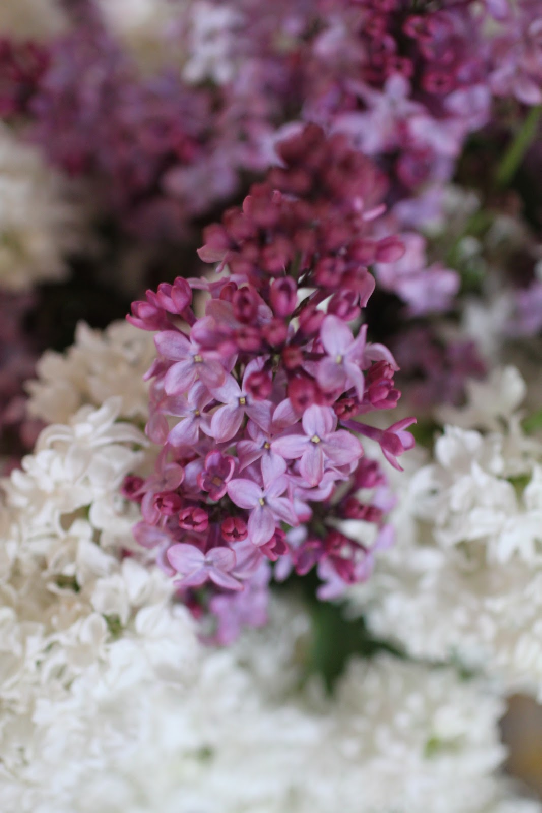 Reggie Darling: Lilacs Redux