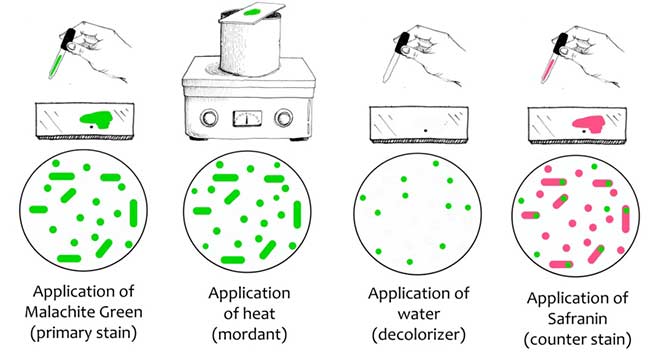 PHARMACEUTICAL MICROBIOLOGY: Spore staining (Schaeffer-Fulton method)
