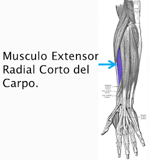 Músculo extensor radial corto del carpo