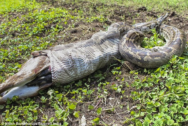 Stella Dimoko Korkus.com: Python Caught On Camera Swallowing Baby ...