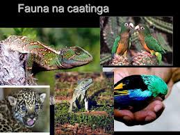 Caatinga: Conhecer para preservar : Fauna da Caatinga