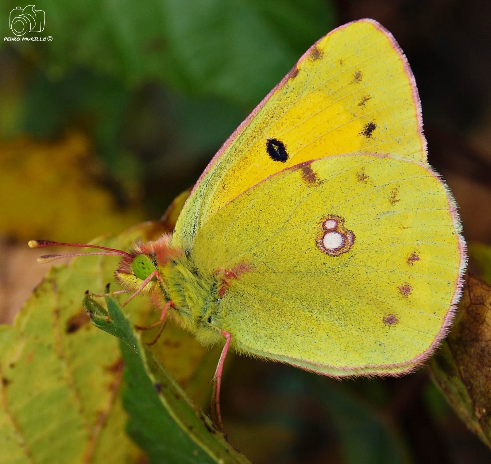 Las excursiones de Murillo "murillonature": Colia común (Colias crocea ...