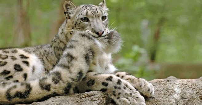 White Wolf : Photos That Will Make You Fall In Love With Snow Leopards ...