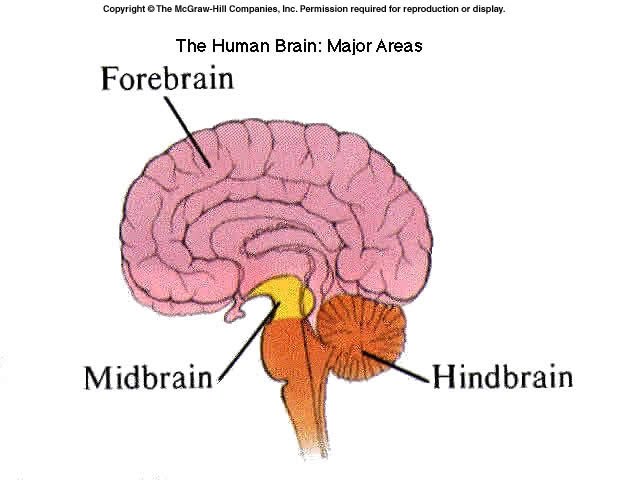BRAIN STRUCTURE AND FUNCTION
