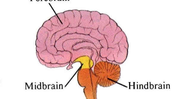 BRAIN STRUCTURE AND FUNCTION