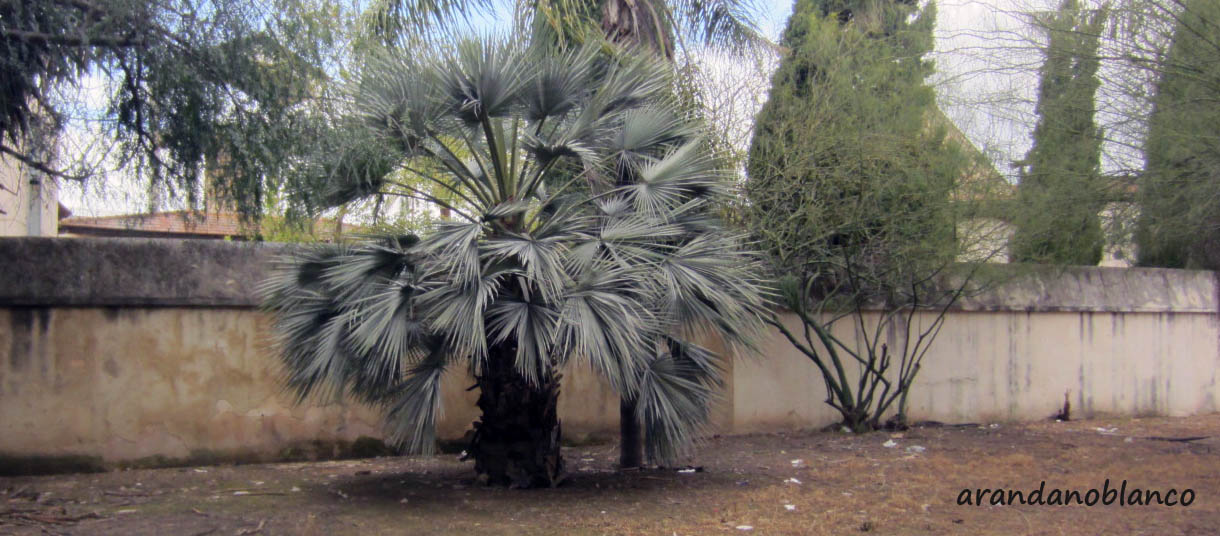 parquealamillo-encinarosa: Palma azul - Brahea armata / Erythea armata ...