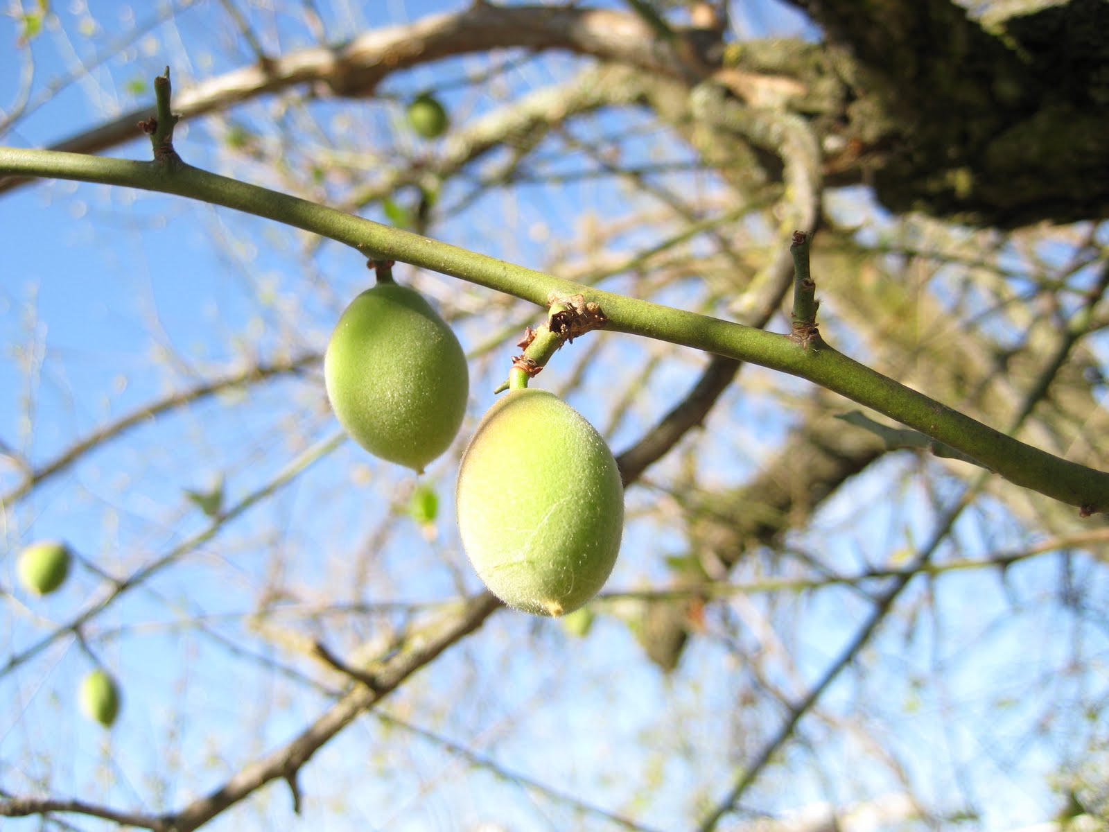 Otow Orchard Fruit Stand: Ume