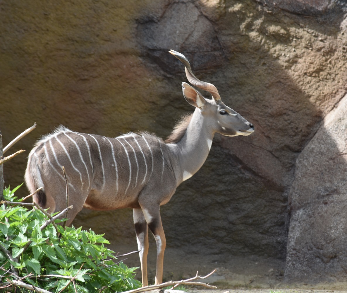 ZOOTOGRAFIANDO (6.100 ANIMALS): KUDÚ MENOR / LESSER KUDU (Tragelaphus ...