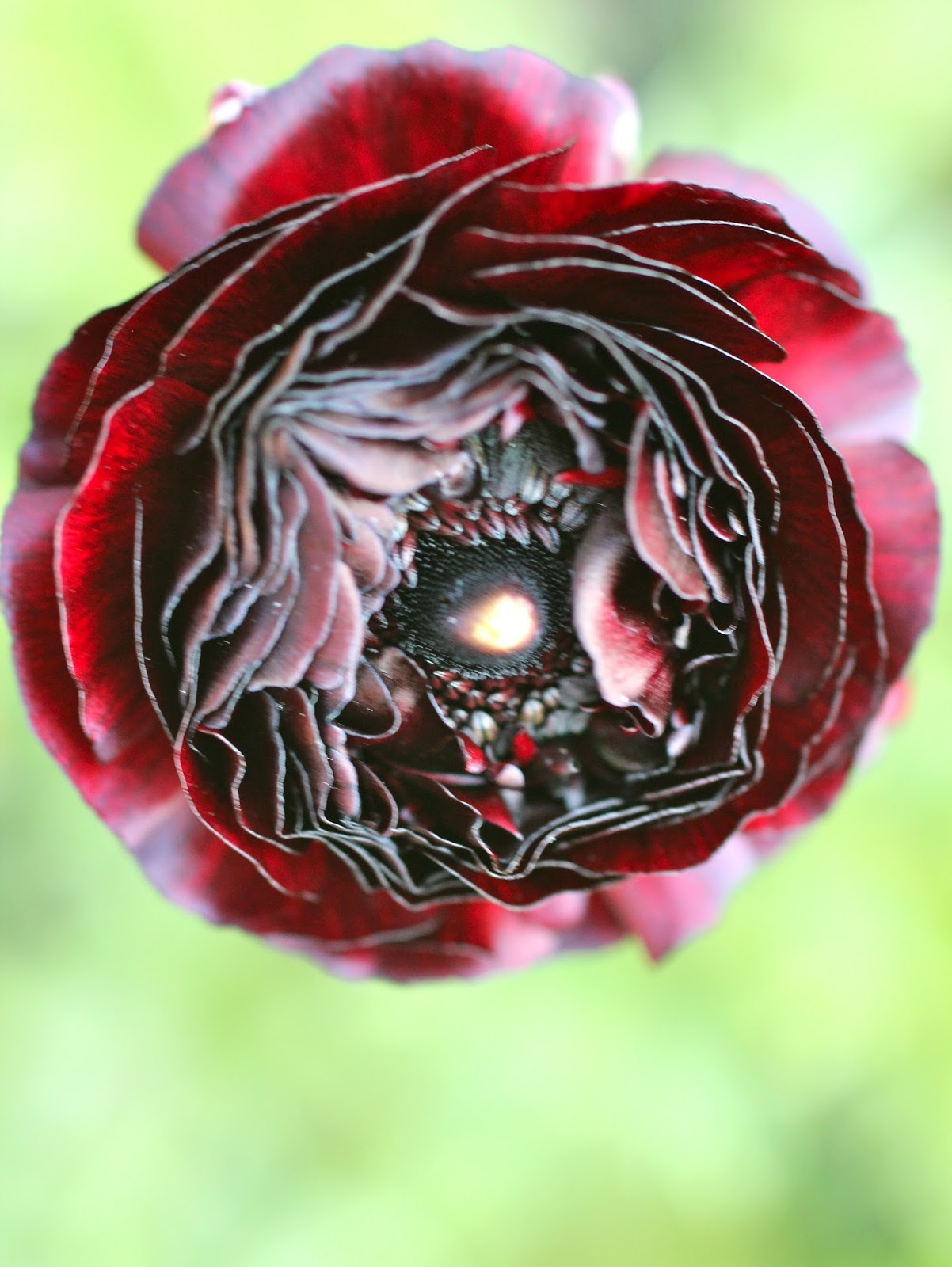 Florez Nursery: Dark red Ranunculus