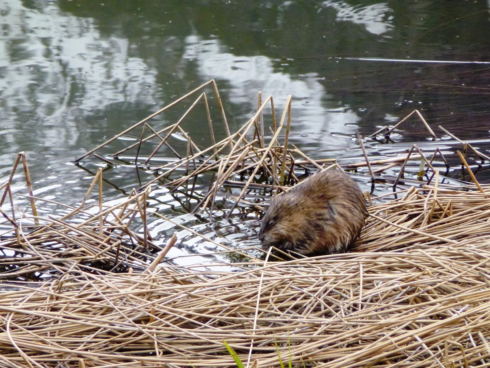 Beaver Ponds Trail (Yellowstone National Park)