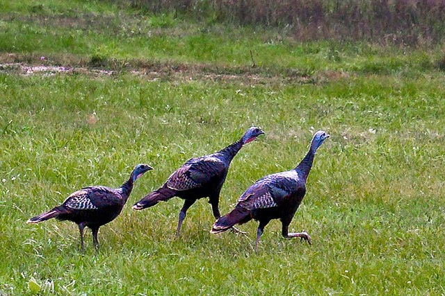Standing Alone on the Planet: Turkey and Hog Drives