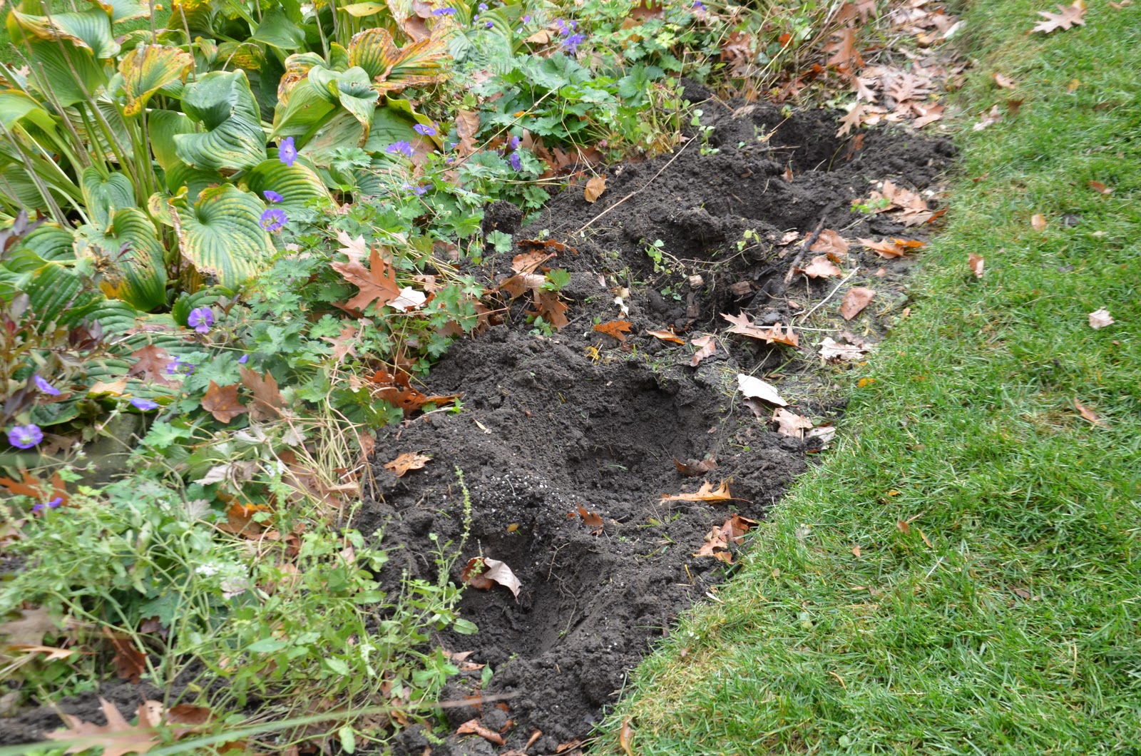 Zone Five and a Half: Planting Bulbs: Pay it Forward