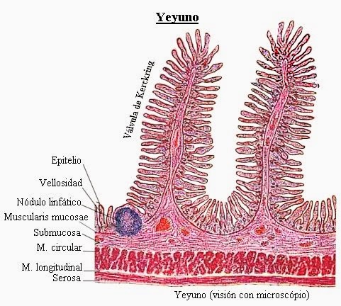 Biología: Aparato digestivo