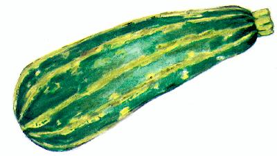 Courgette - Fruits And Vegetables